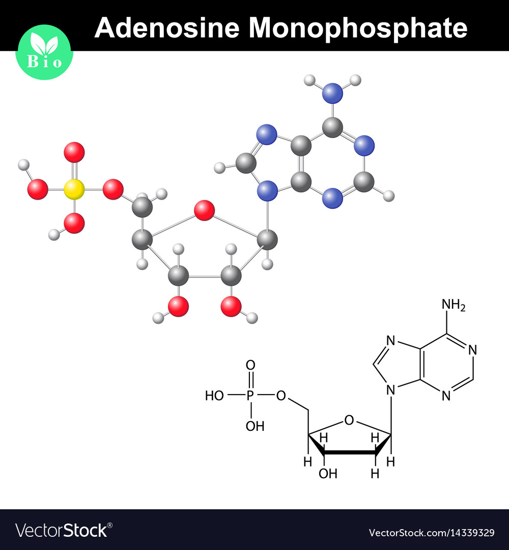 Adenosine monophosphate chemical structure Vector Image