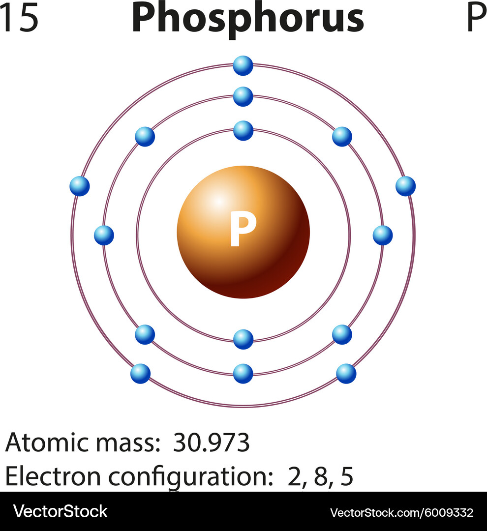 Diagram representation of the element phosphorus Vector Image
