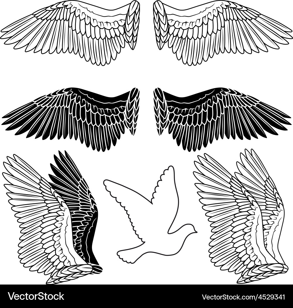 Dove bird wings set Royalty Free Vector Image - VectorStock