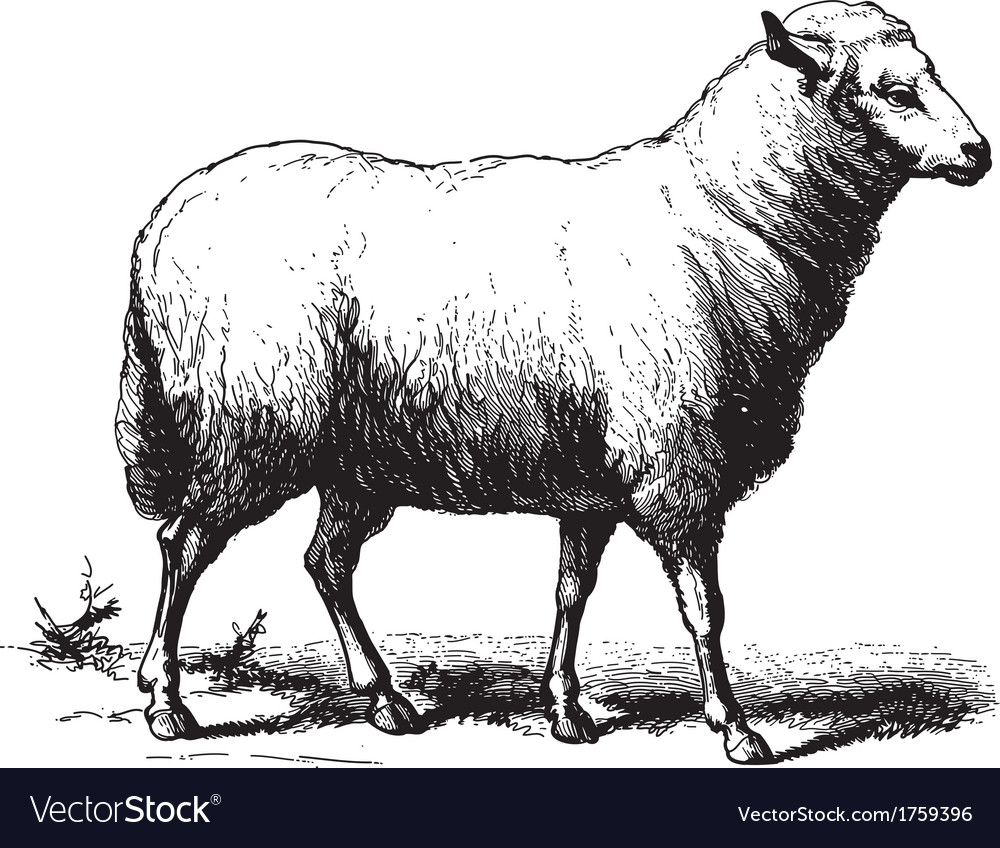 Sheep Royalty Free Vector Image - VectorStock