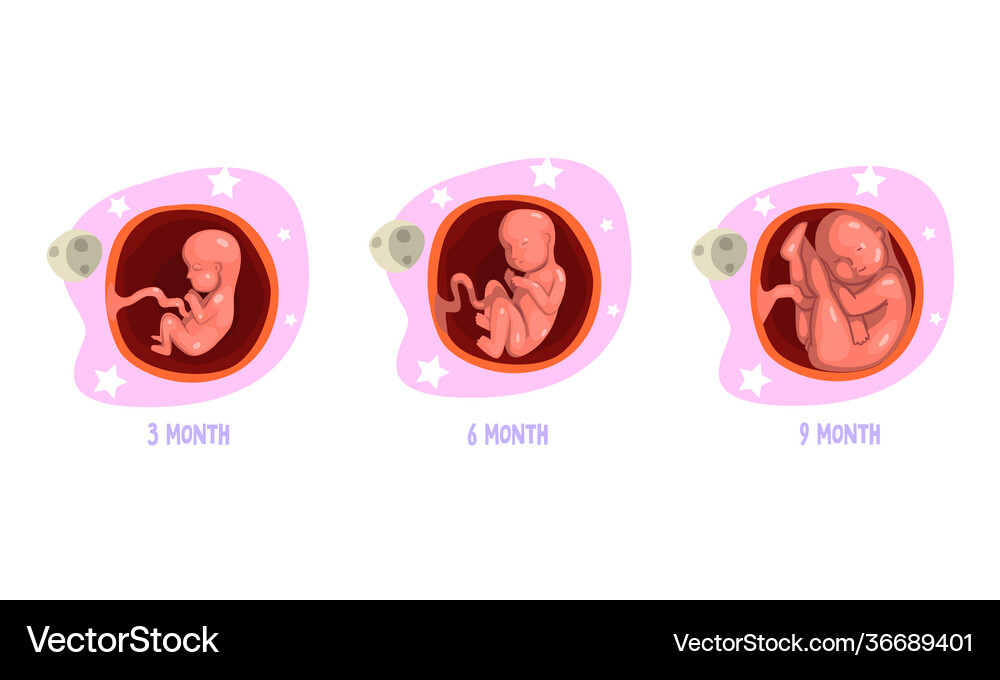 Stages embryo development set 3 6 9 month Vector Image