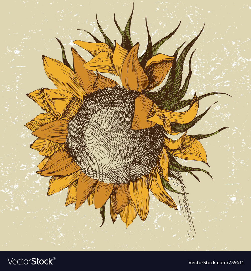 Hand drawn sunflower Royalty Free Vector Image