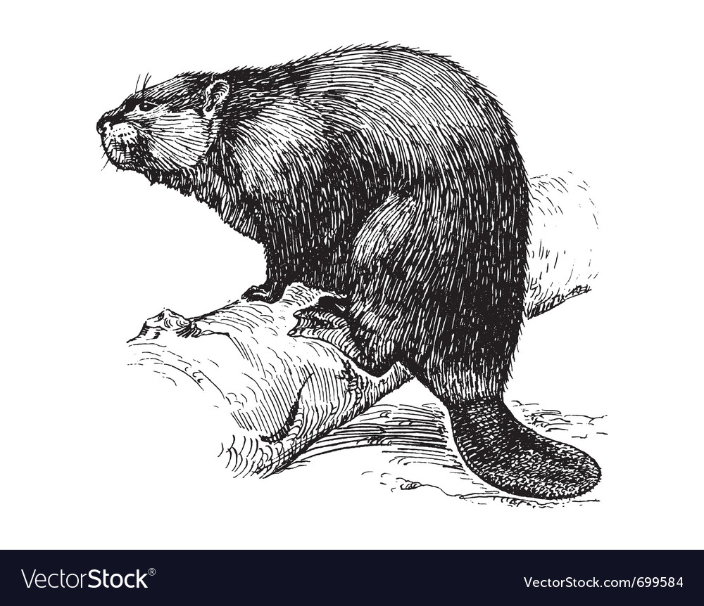 Beaver Royalty Free Vector Image - VectorStock