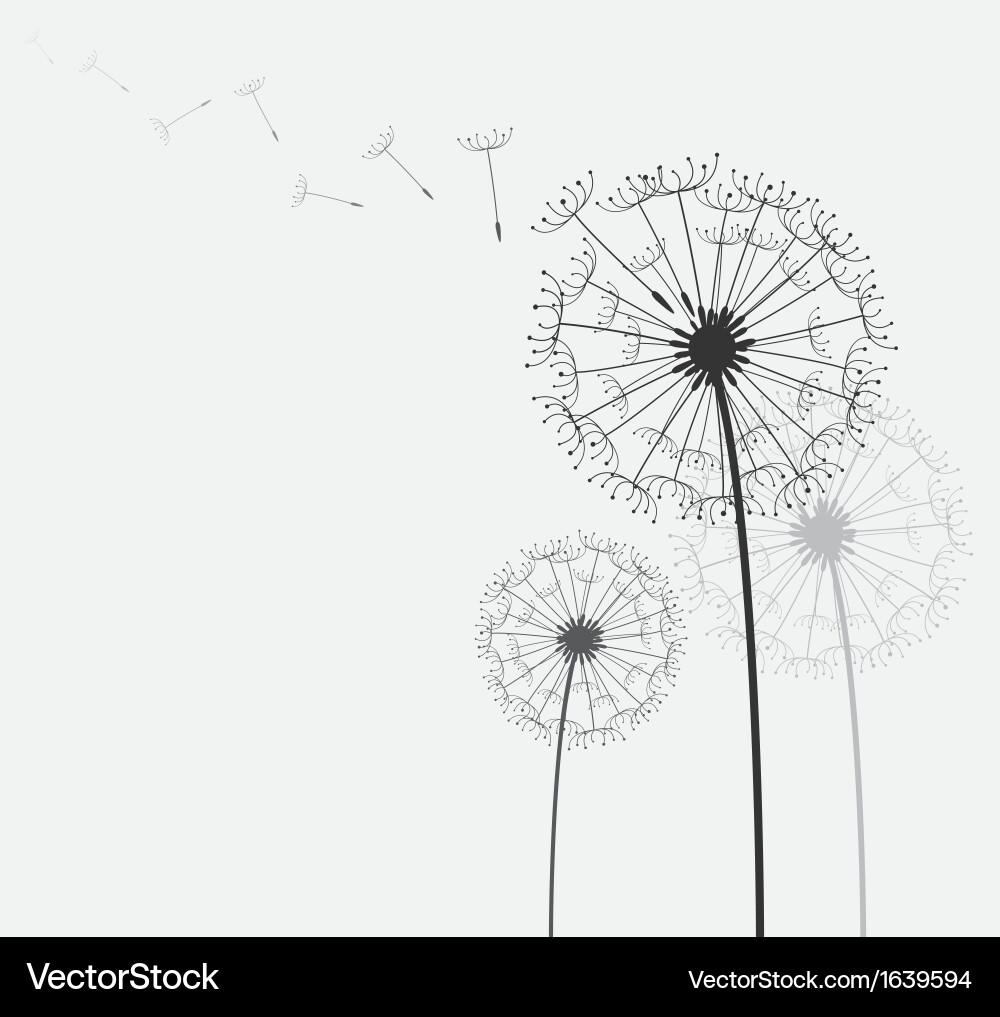 Dandelion Royalty Free Vector Image - VectorStock