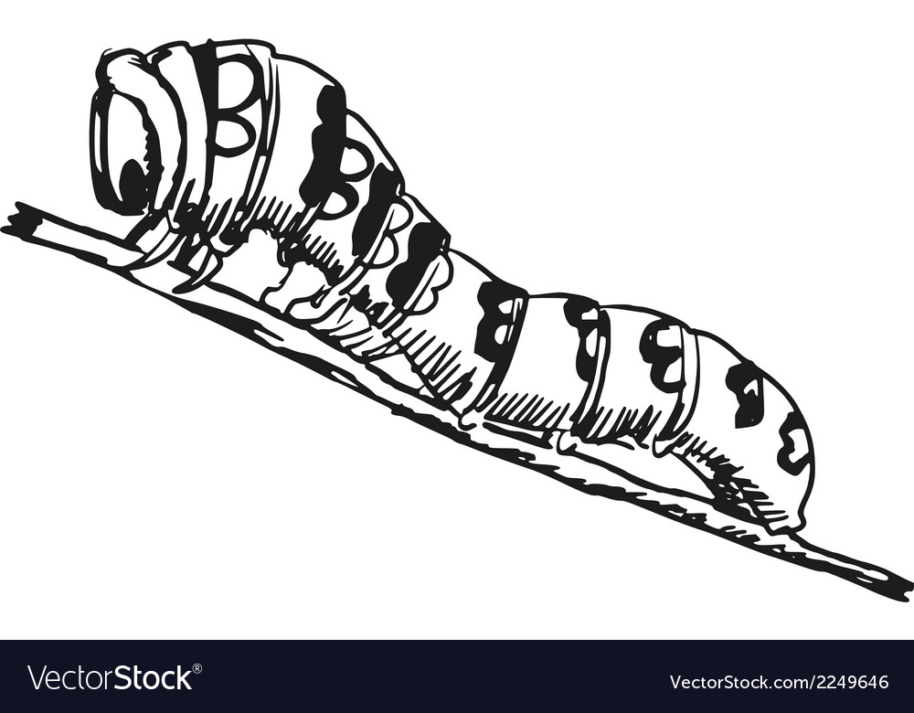 Caterpillar Royalty Free Vector Image - VectorStock