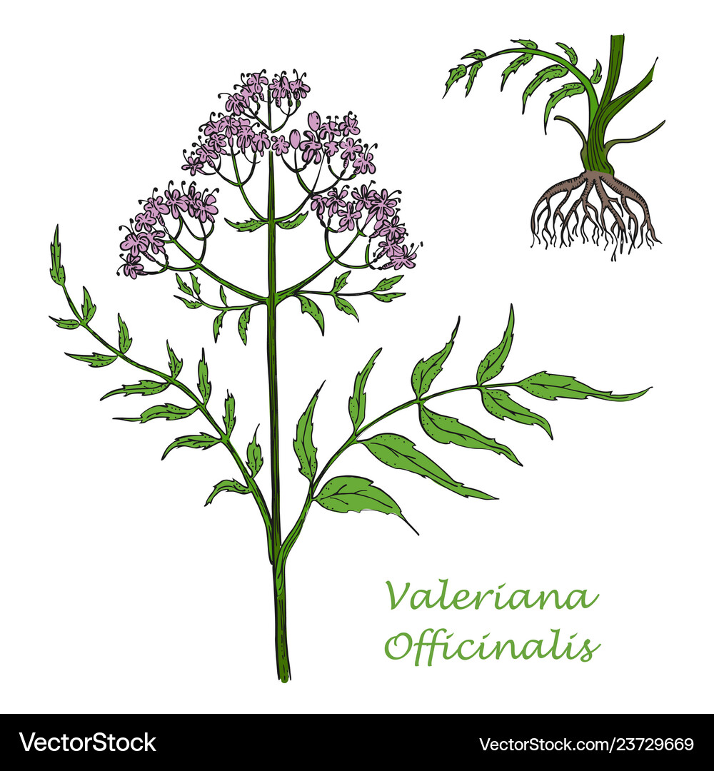 Painted hand drawn branch valerian with roots Vector Image