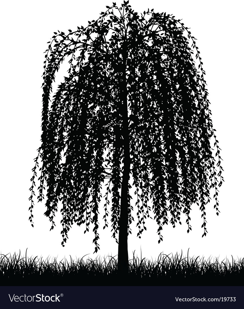 Weeping willow tree Royalty Free Vector Image - VectorStock