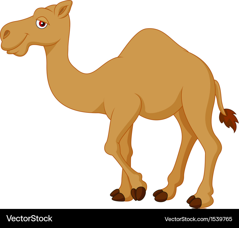 Cute camel cartoon Royalty Free Vector Image - VectorStock