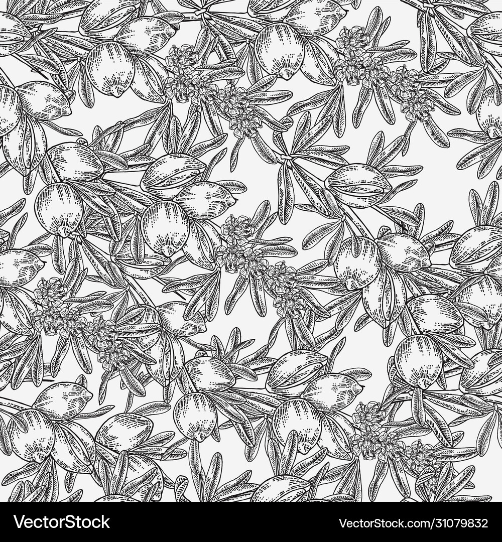 Argan tree argania seamless pattern flowers nuts Vector Image