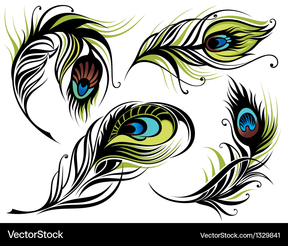 Peacock feathers Royalty Free Vector Image - VectorStock