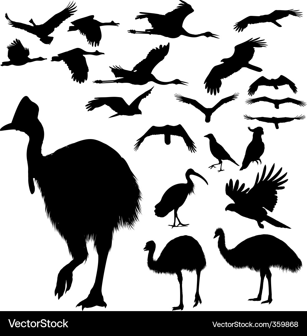 Australian birds silhouettes Royalty Free Vector Image