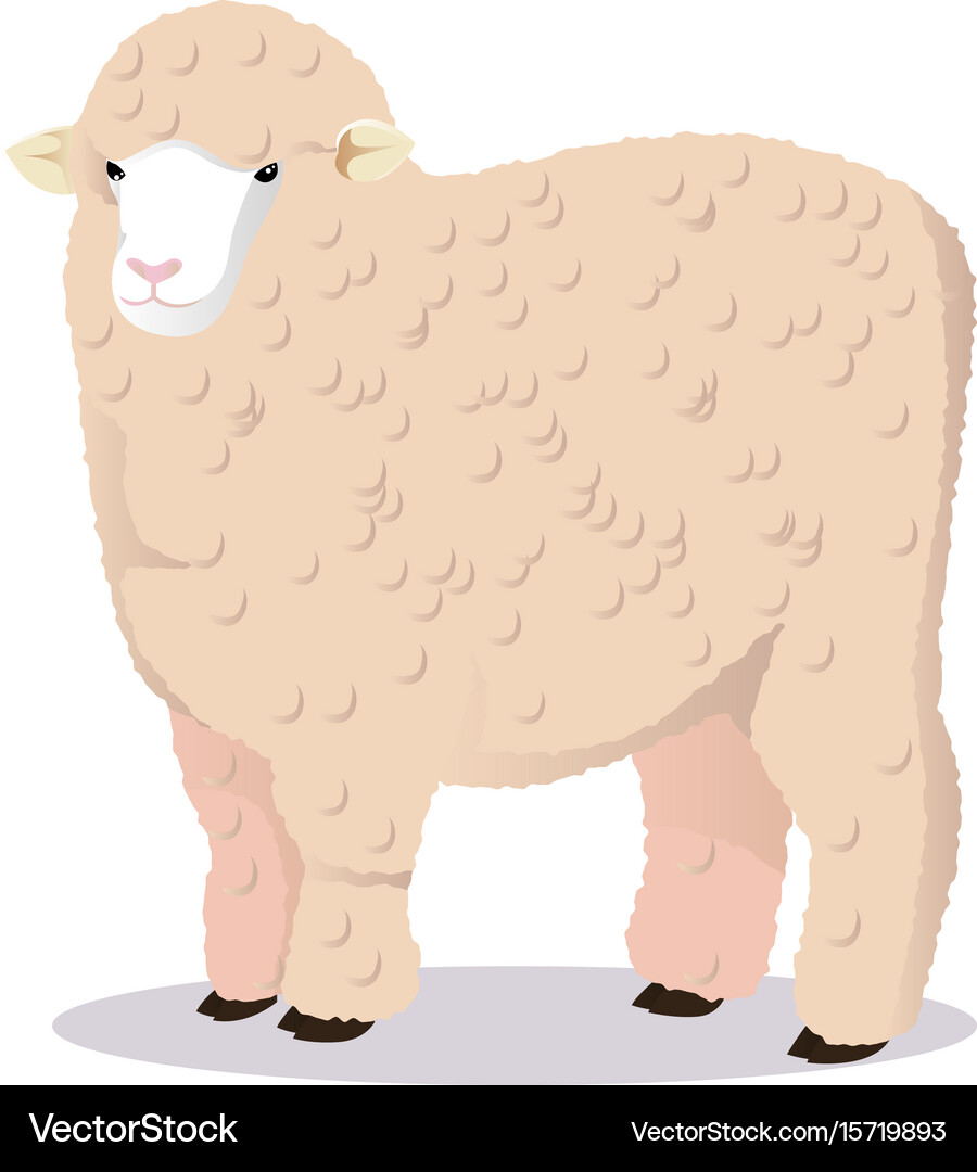 Merino sheep Royalty Free Vector Image - VectorStock