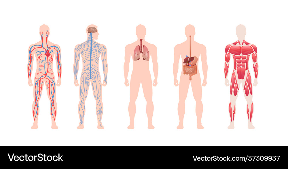 Set human body internal organs system circulatory Vector Image