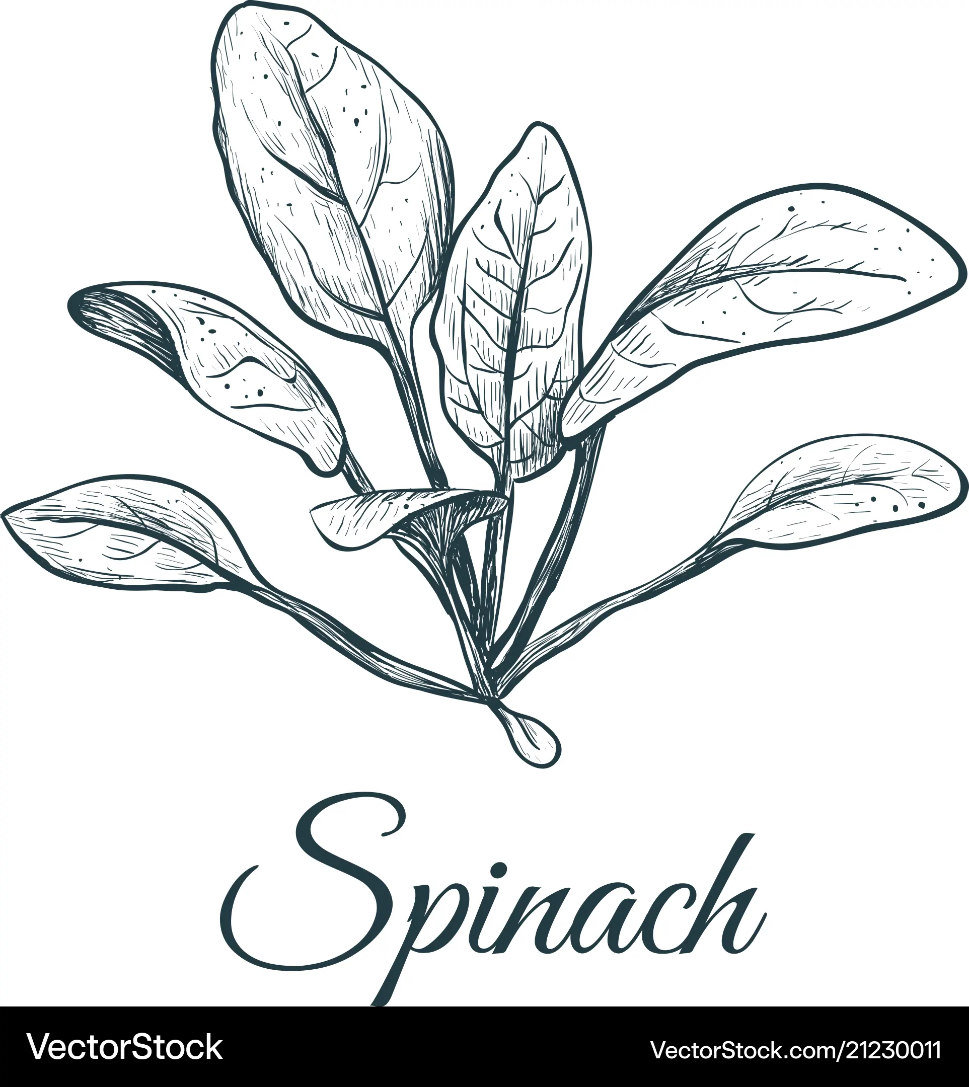 Spinach Drawing