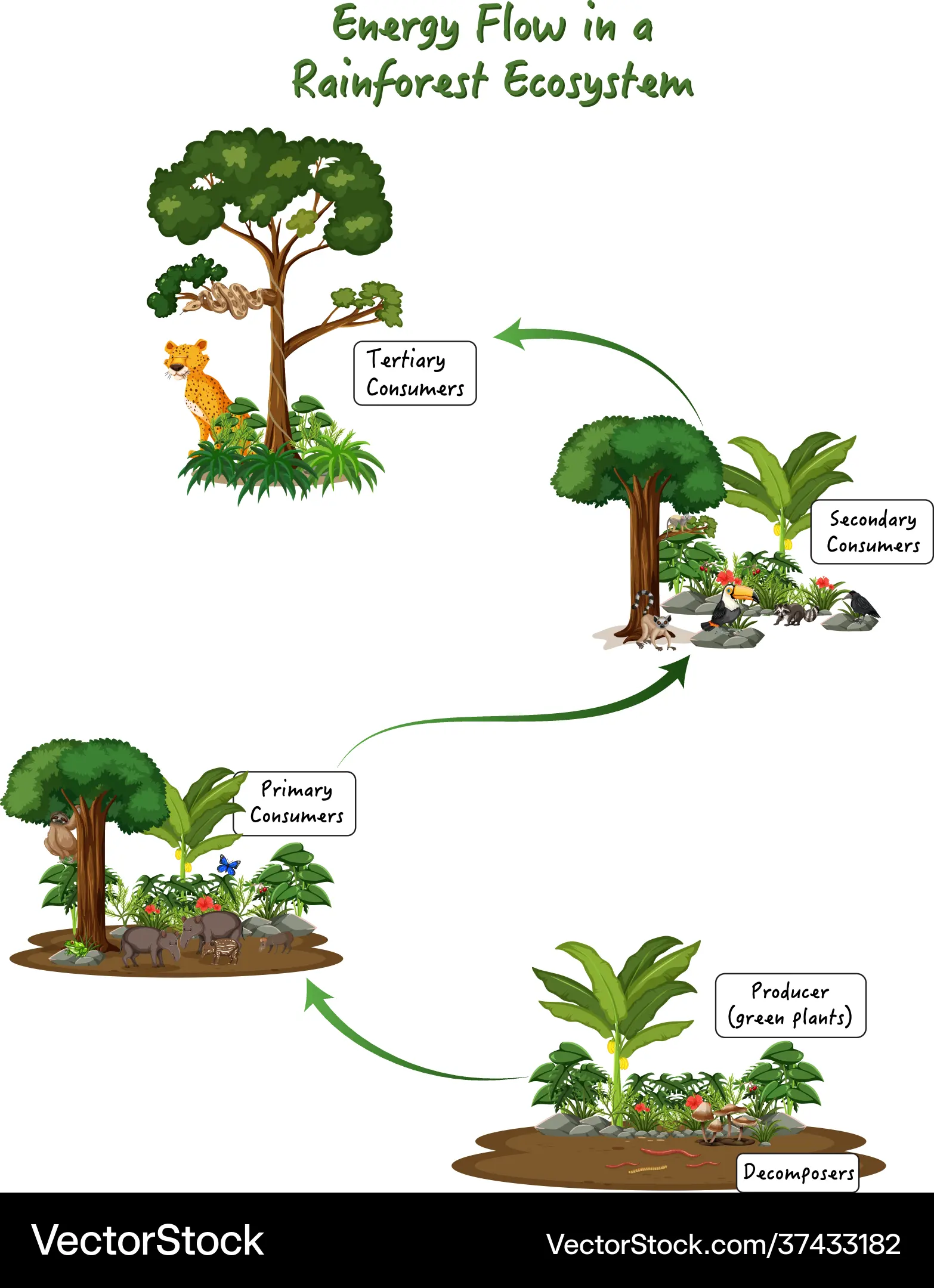 Tropical Rainforest Diagram Analysis Of The Influence Of Deforestation