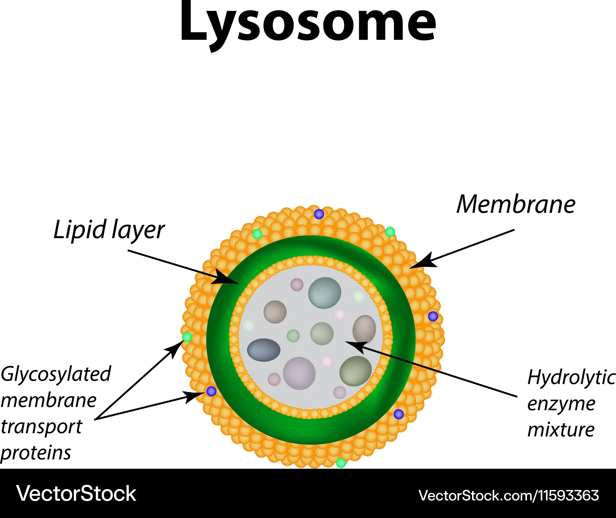 The Structure Of Lysosomes Infographics Royalty Free Vector 681