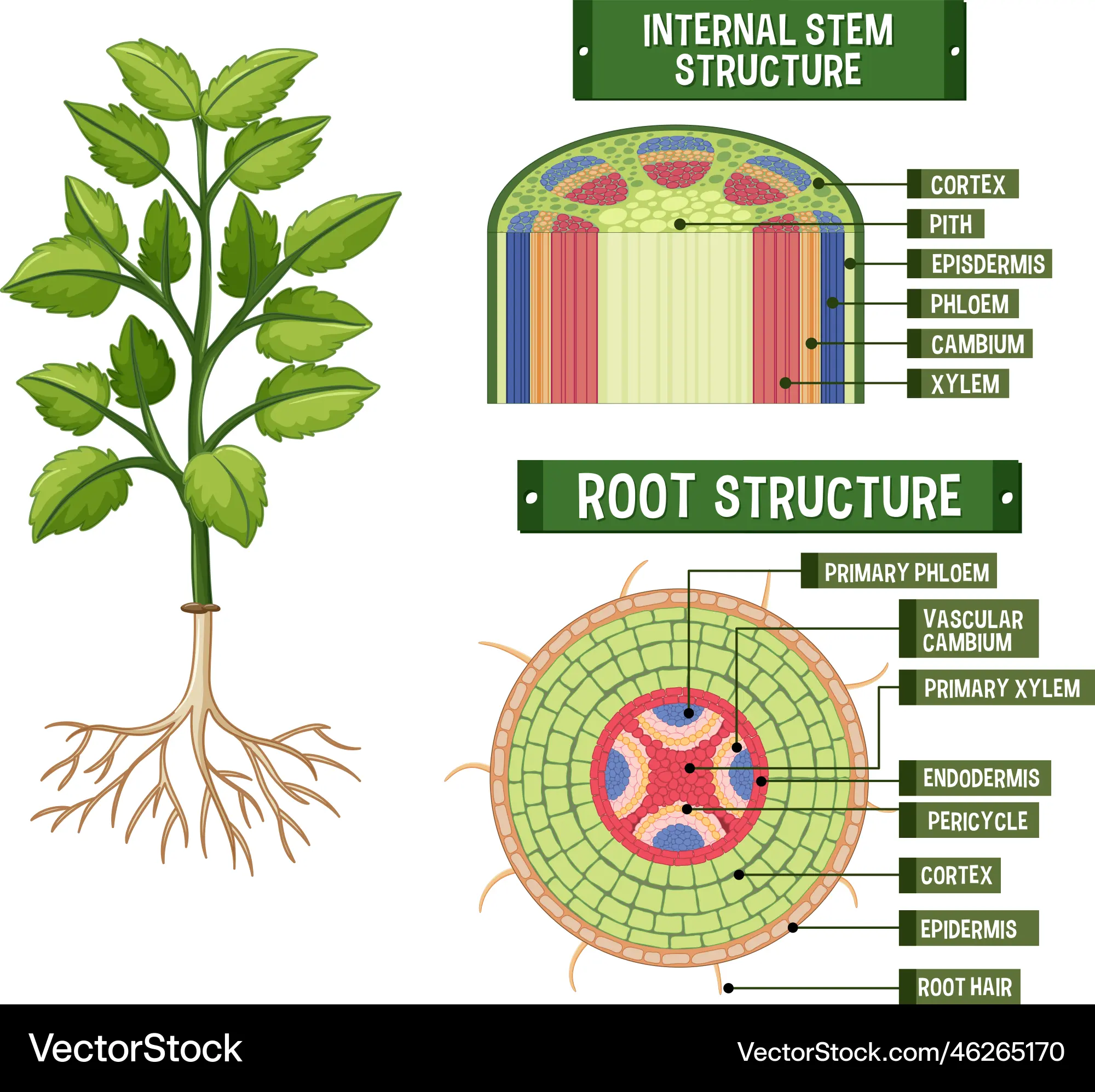 Plant Diagram Labeled