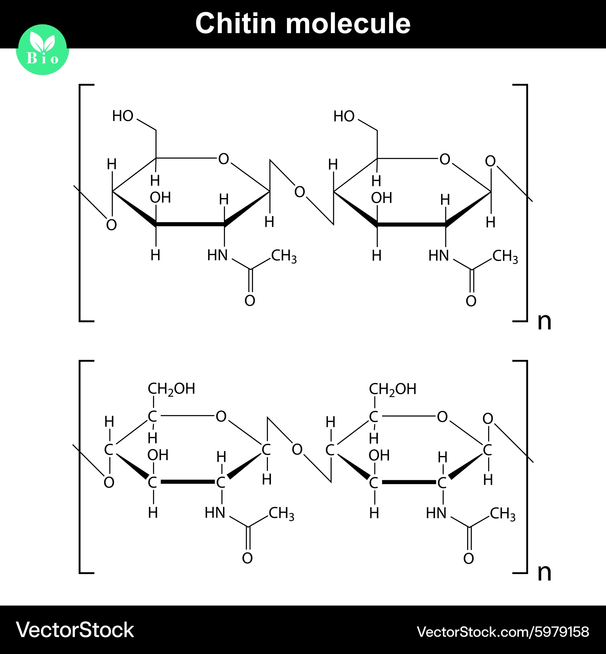 Chitin Diagram Cellulose, Lignin, And Chitin | SpringerLink
