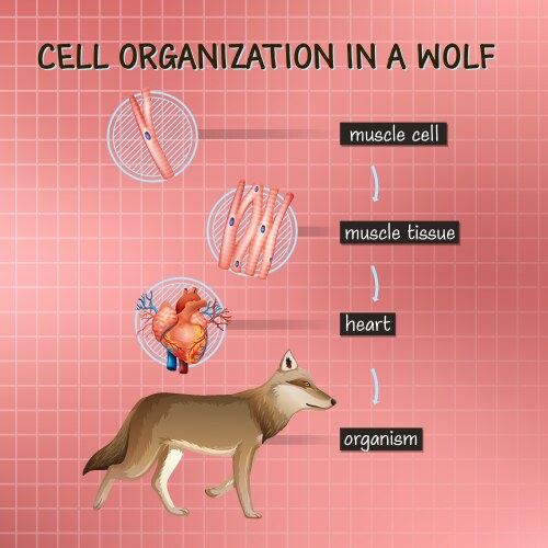 Diagram showing cell organization in a wolf Vector Image