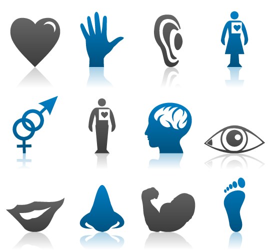 Human body anatomy icons Royalty Free Vector Image