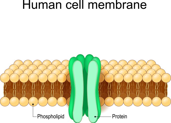 Cell Biology Vector Images (over 94,000)