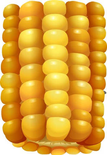 Fresh corn on the cobs Royalty Free Vector Image