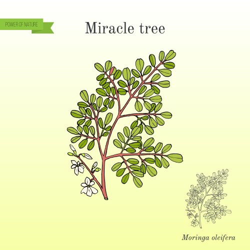 Realistic natural drawing miracle tree Royalty Free Vector