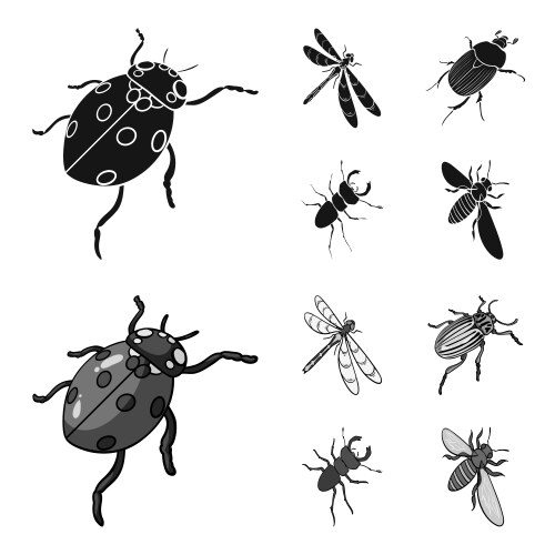 Arthropods insect ladybird dragonfly beetle Vector Image