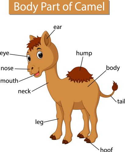 Diagram showing body part unicorn Royalty Free Vector Image
