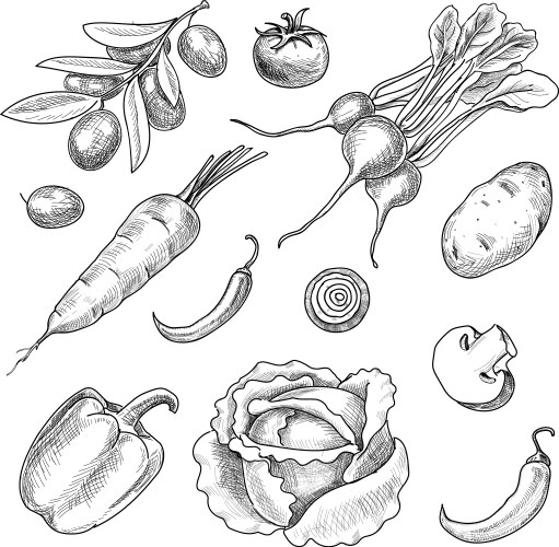 Exotic vegetables beans and tubers sketches Vector Image