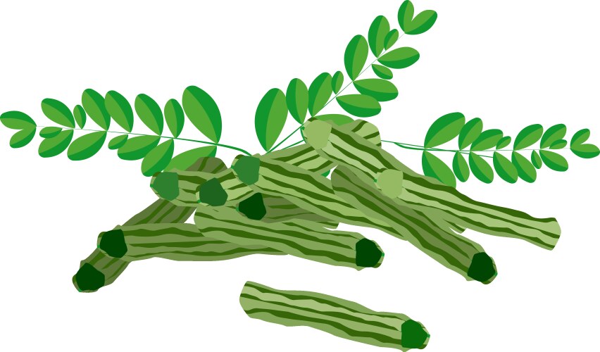 A fresh moringa leaves on white background Vector Image