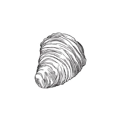 Mollusk Vector Images (over 27,000)