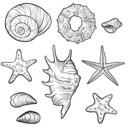 Hand drawing seashell set Royalty Free Vector Image