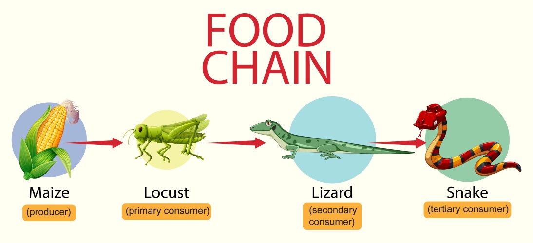 Diagram showing food chain Royalty Free Vector Image