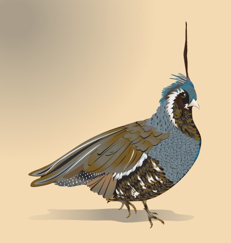 Quail Hunting Vector Images (over 150)