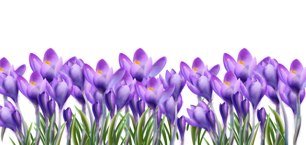 Crocus border Royalty Free Vector Image - VectorStock
