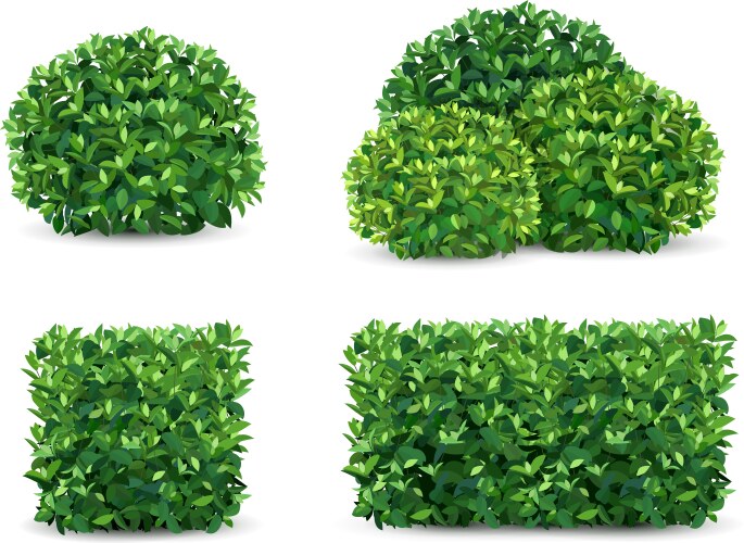 Nature hedge garden green bushes cartoon shrub Vector Image