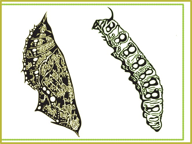 Mariposa Vector Images (over 230)