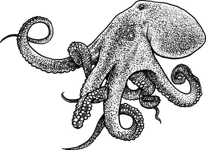 Octopus Vector Images (over 35,000)