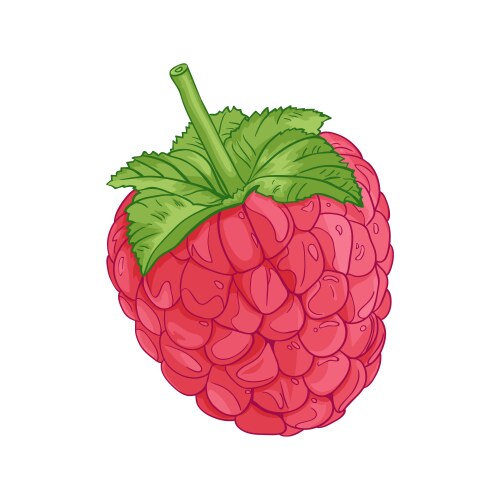 Raspberry fruit with stem healthy vegetarian food Vector Image