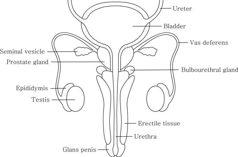 Male Reproductive System With Parts Vector Images Over 250