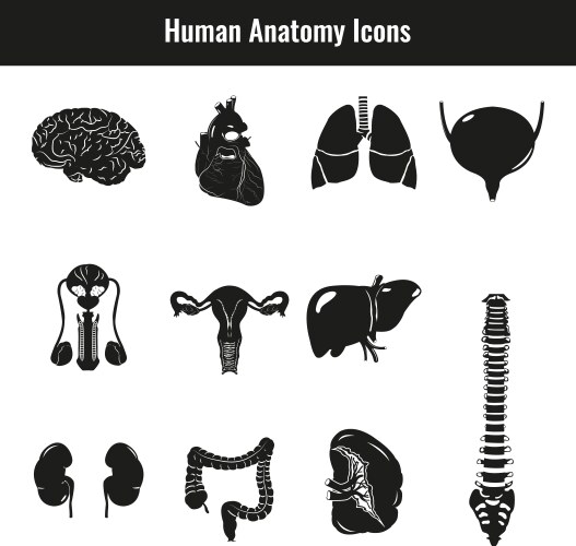 Human internal organs anatomy set icons Royalty Free Vector