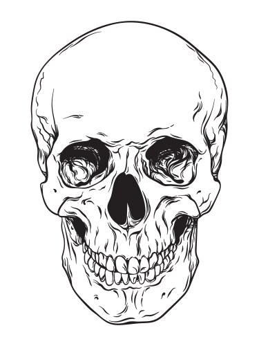 Skull Line Drawing Vector Images (over 18,000)