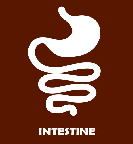 Intestines icon Royalty Free Vector Image - VectorStock