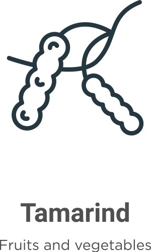 Tamarind outline Vector Images & Graphics for Commercial Use | VectorStock