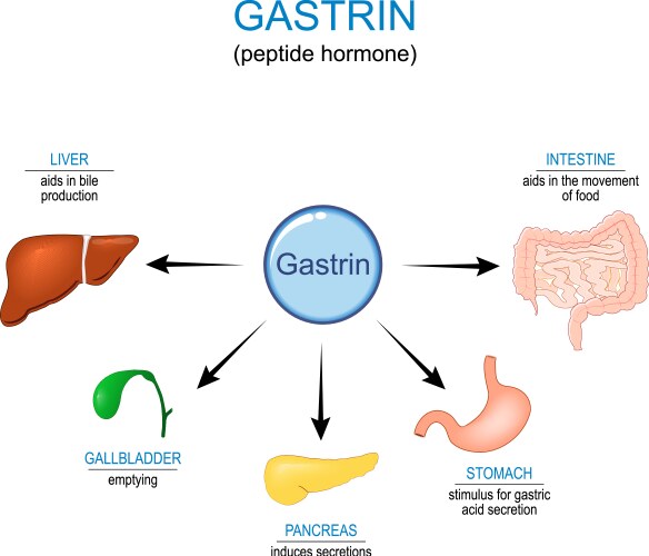 Hormones pancreas gland and human organs Vector Image