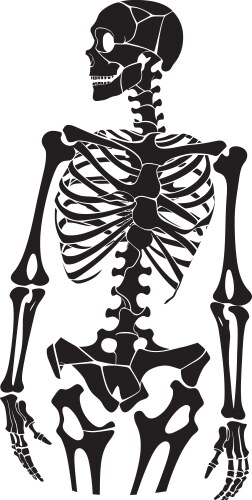 Split spine skeleton symbol fragmented fusion Vector Image