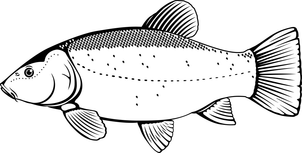 Drawing mackerel fish Royalty Free Vector Image