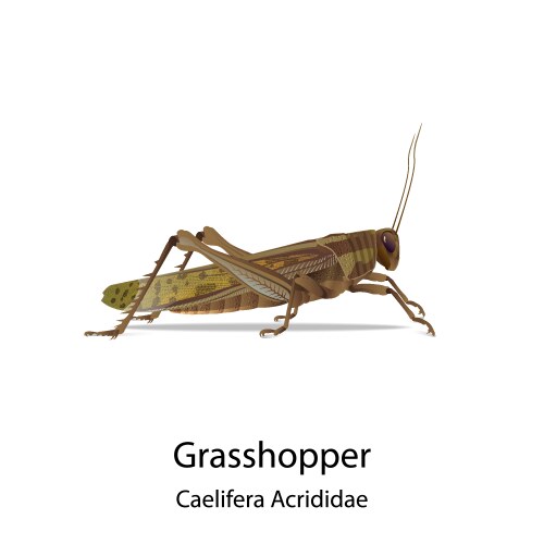 Grasshopper realistic isolated Royalty Free Vector Image