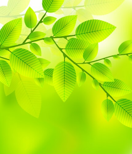 Fresh green leaves abstract background Royalty Free Vector